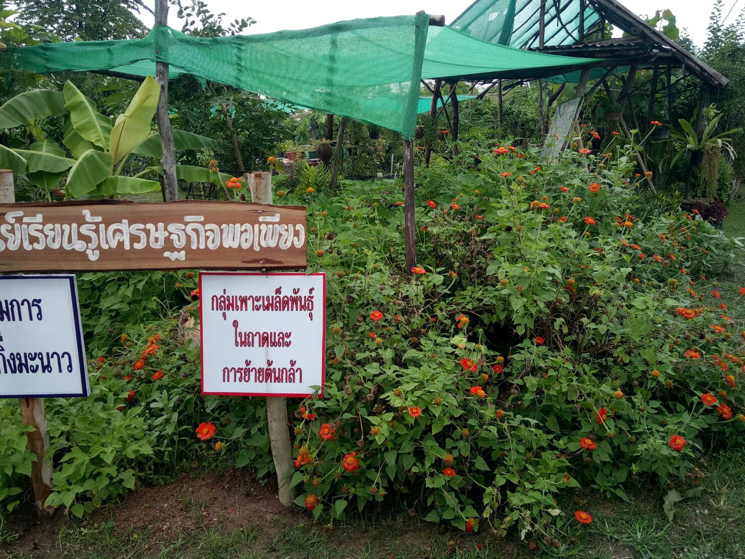 Ban Rai Chaisuri, Agricultural Tourism Village