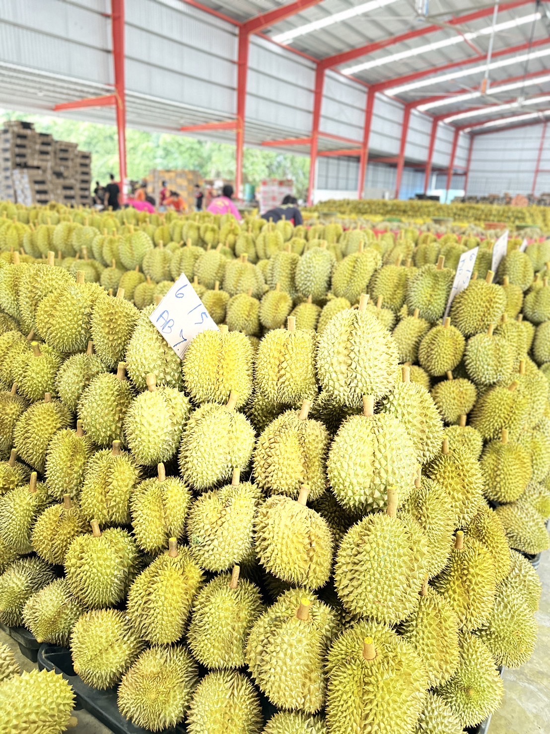 Durian Mon-Thong
